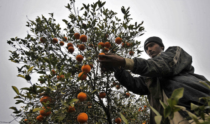 Varieties of Oranges You Must Try in Pakistan – The Warsi Farm