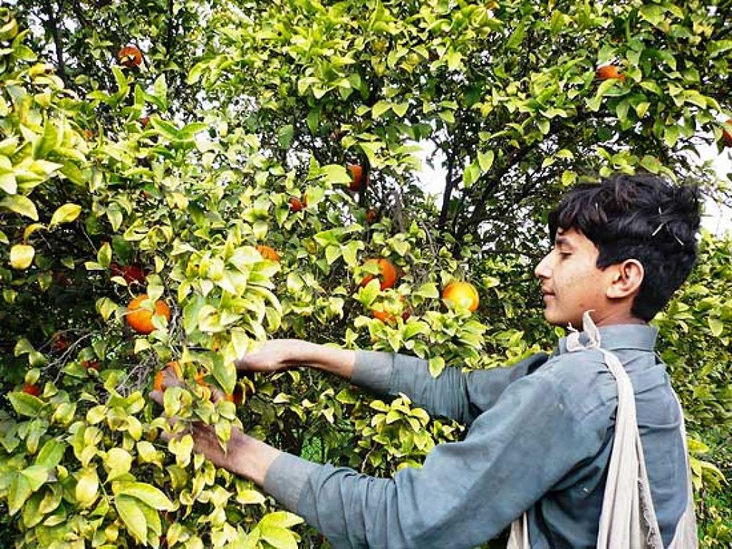 From Orchard to Export – Pakistan’s Kinnow Conquers the World – The ...