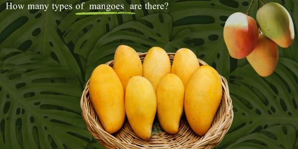 How Many Types of Mangoes Are There? – The Warsi Farm