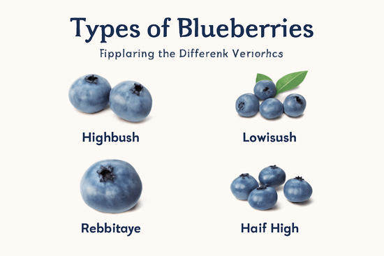 Types of Blueberries: Exploring the Different Varieties – The Warsi Farm