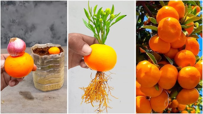Fruit – Plant Structure: How Fruits Grow, Form & Nourish Us (Complete ...