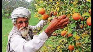 Kinnow Farming: The Golden Orange of Punjab and Its Impact on The Wars ...