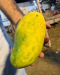 Sindhri Mango: The King of Mangoes in Pakistan – The Warsi Farm